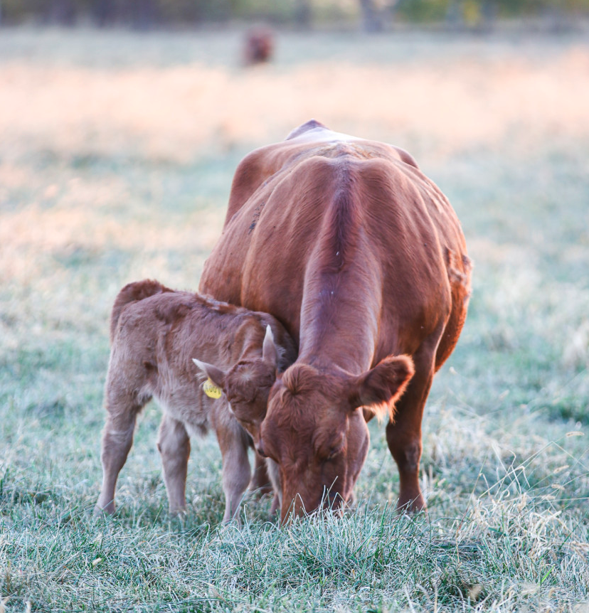 Beef Labels and What They Actually Mean – Buzzard's Beat